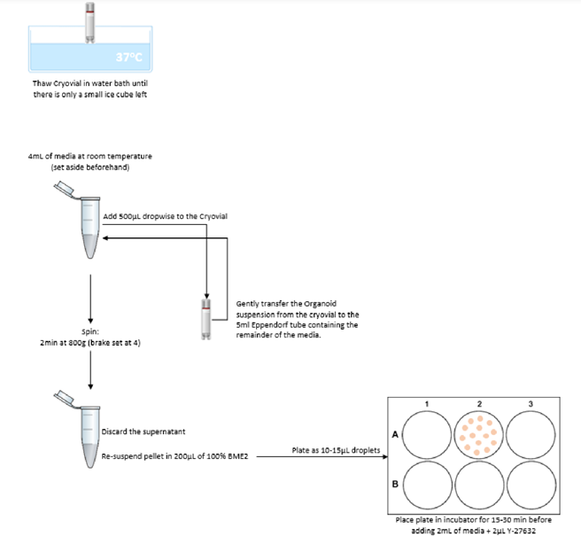 Thawing an organoid cryovial