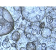 Thawing an organoid cryovial