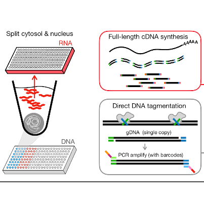 Direct nuclear tagmentation and RNA-sequencing (DNTR-seq)