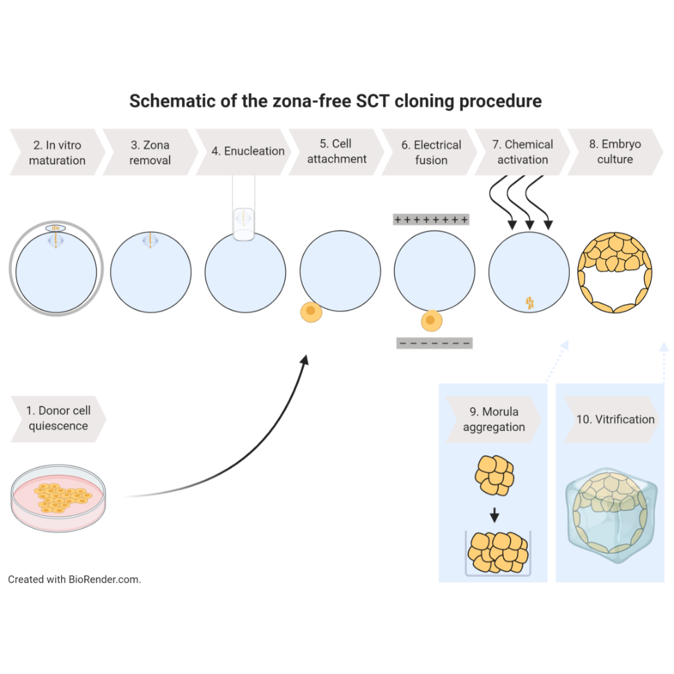Generating cloned sheep embryos by zona-free somatic cell transfer