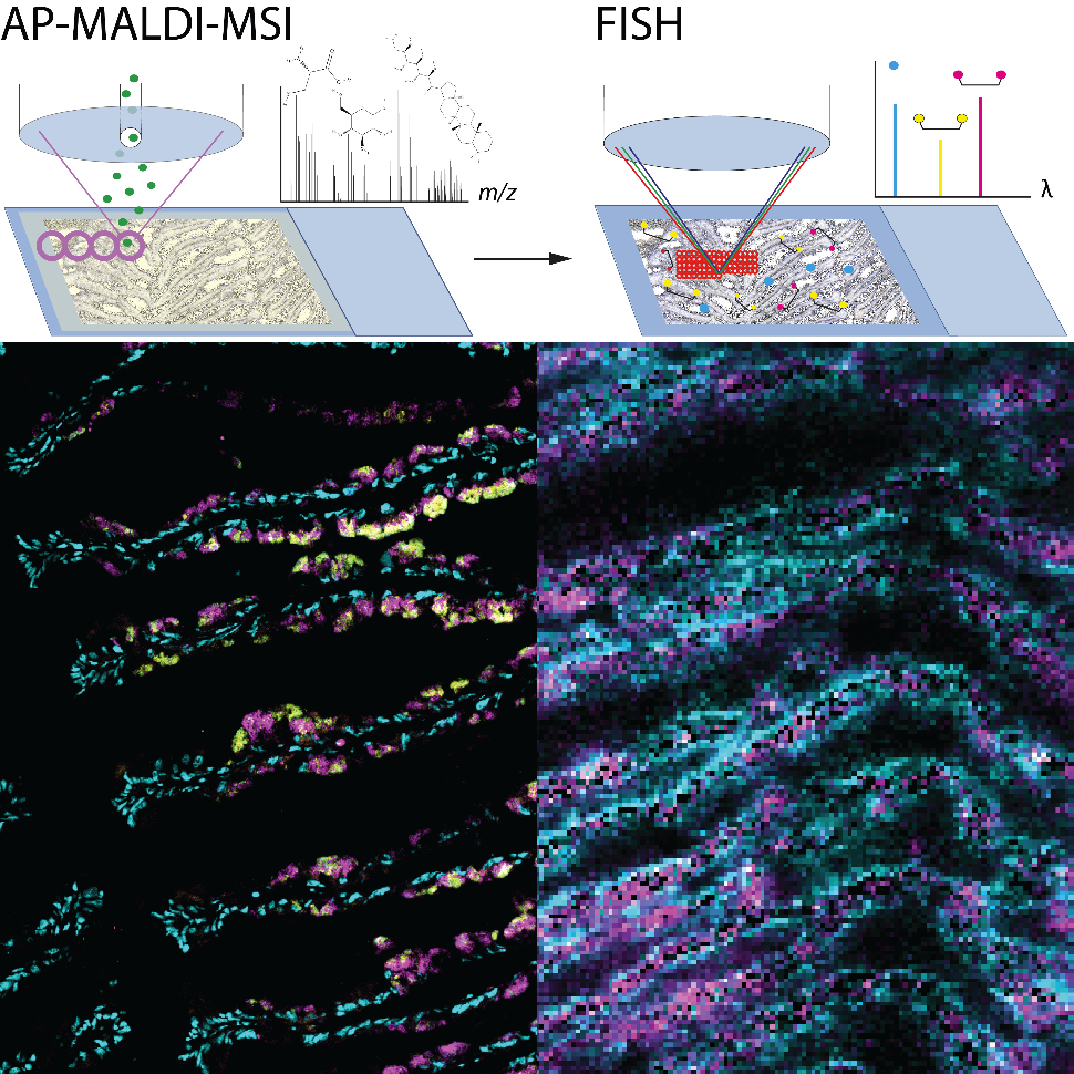 Spatial Metabolomics Of In Situ Host Microbe Interactions Practical