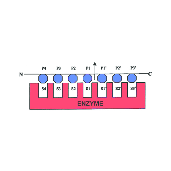 Enzymatic Assay of Protease Using Azocasein as Substrate