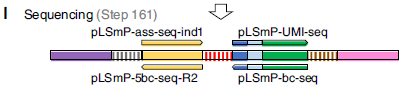 Massive Parallel Reporter Assay (MPRA)