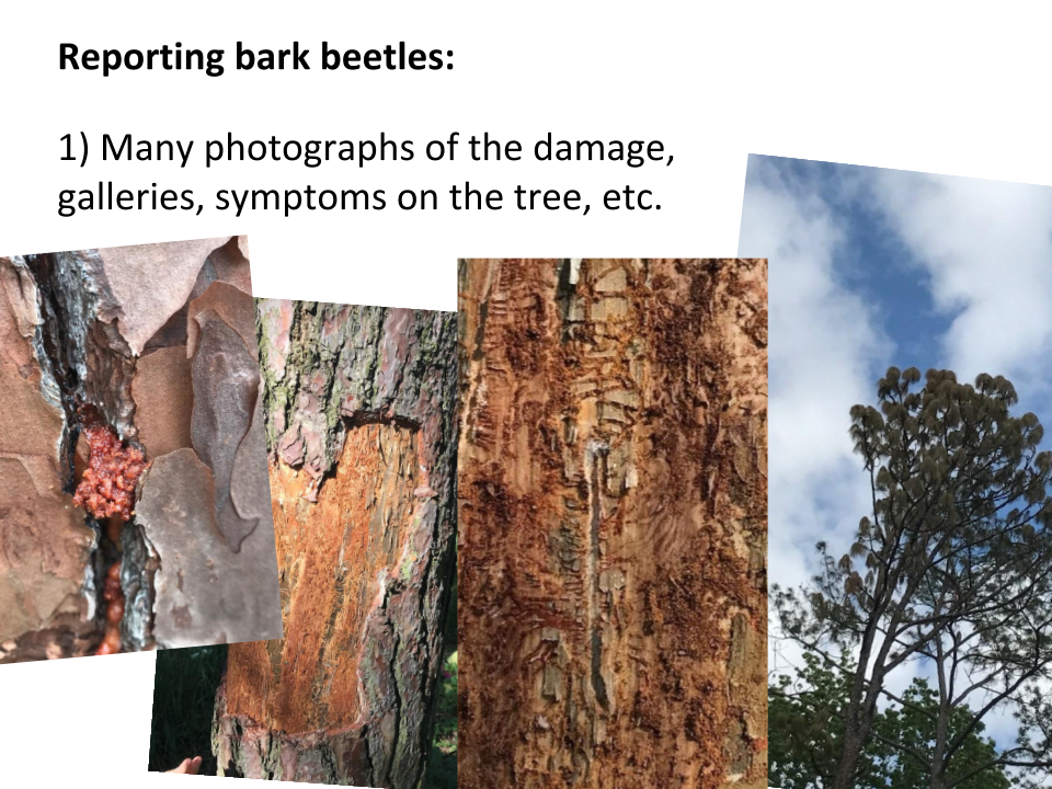 Collecting Bark and Ambrosia Beetles