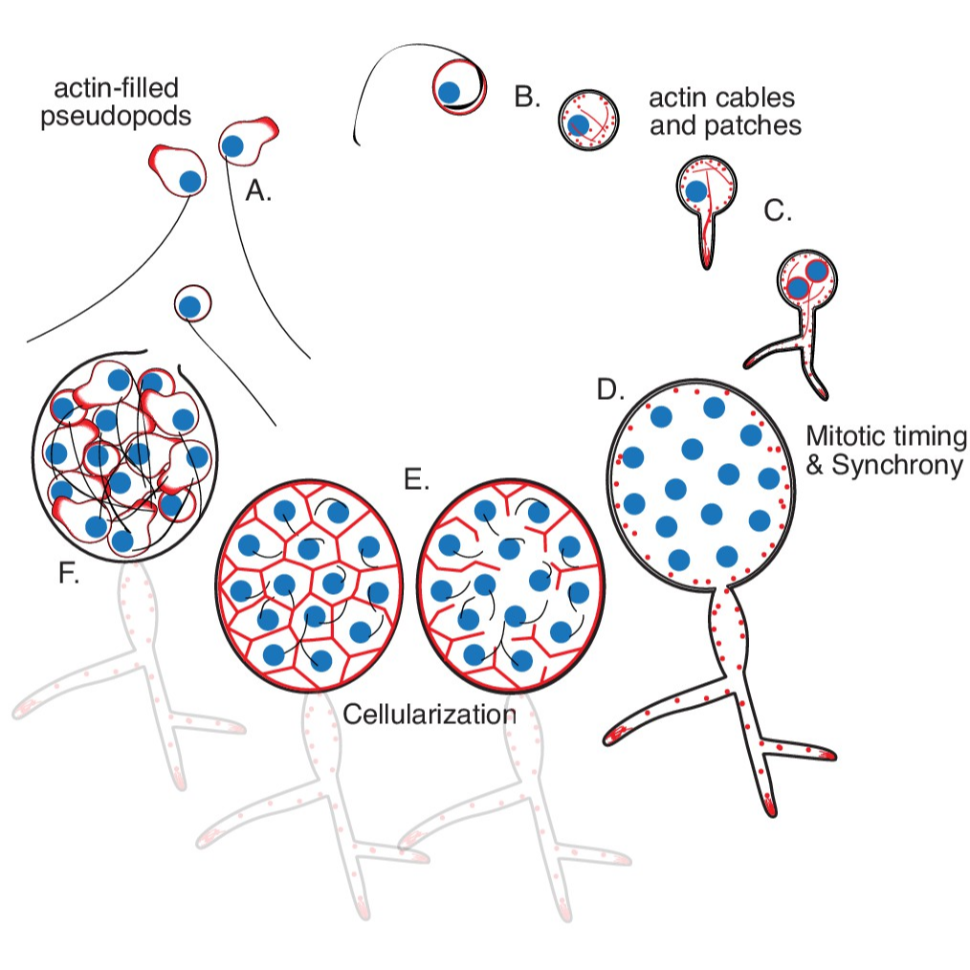 Genetic transformation of Spizellomyces punctatus, a resource for ...