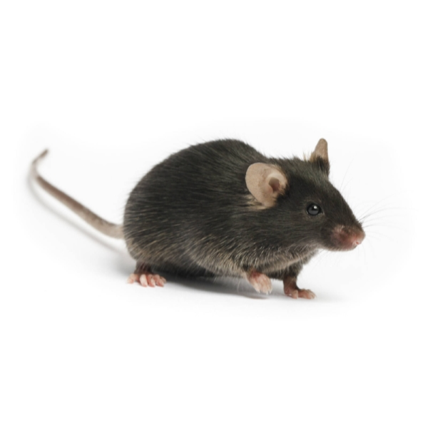 Mouse Pancreatic Islet Isolation