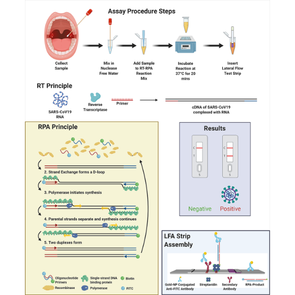 Reverse Transcription-Recombinase Polymerase (RT-RPA) Amplification ...