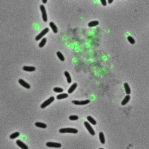 Shikuma Lab - research workspace on protocols.io