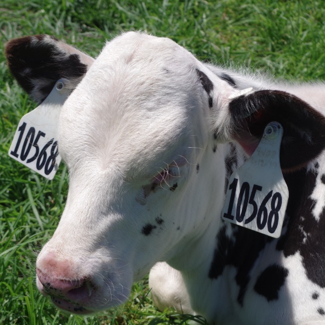 PCR-based assay for genotyping of the slick mutation in cattle