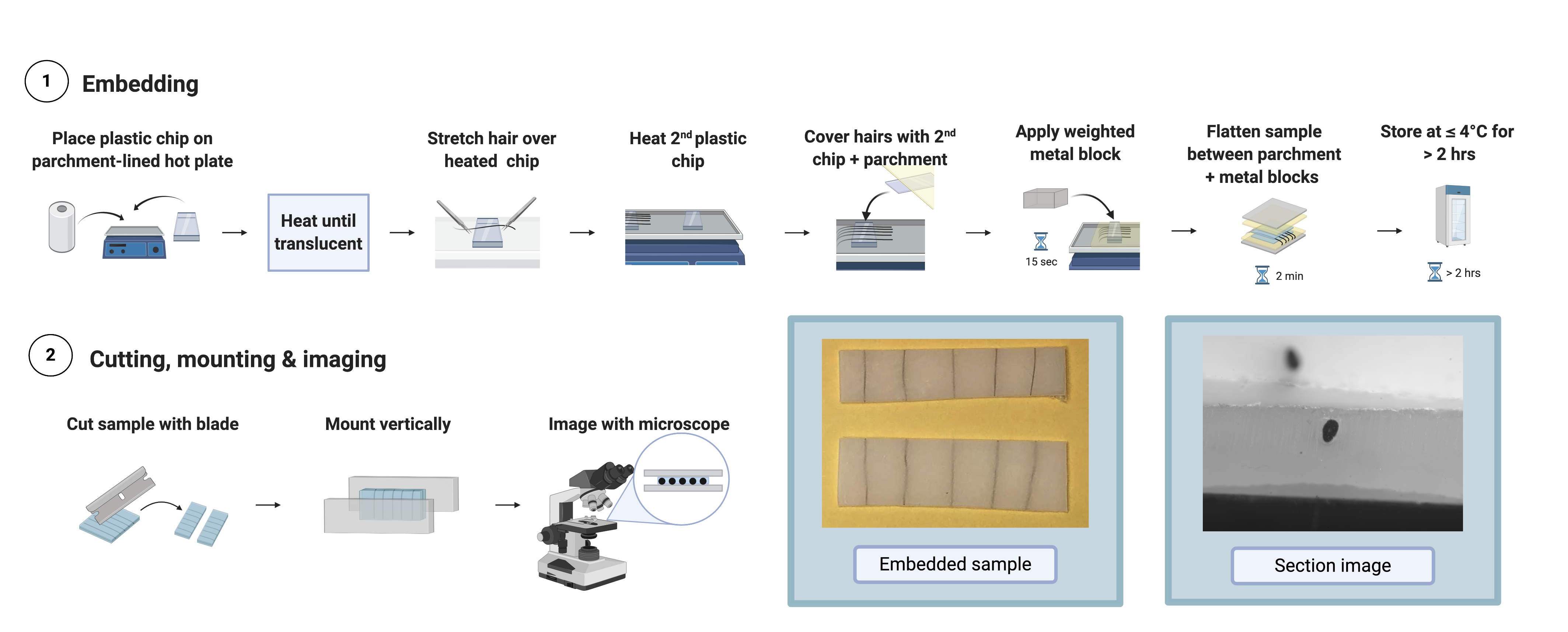 Sample preparation protocol for cross-sectional microscopy of hair fibers