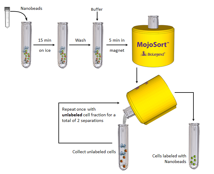 MojoSort™ Human CD45 Nanobeads Protocol 2 - CD45 greater than 50%