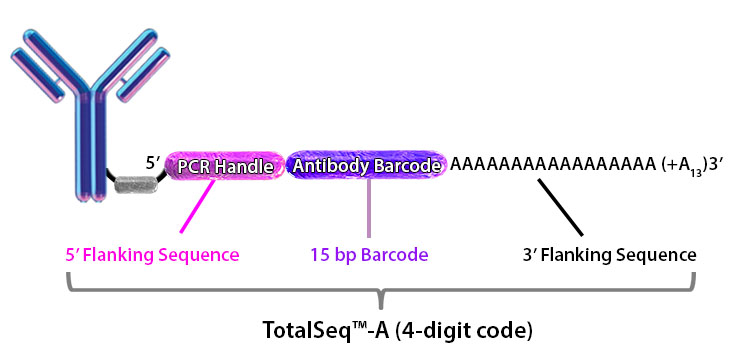 TotalSeq™-A Antibodies and Cell Hashing with 10x Single Cell 3' Reagent ...