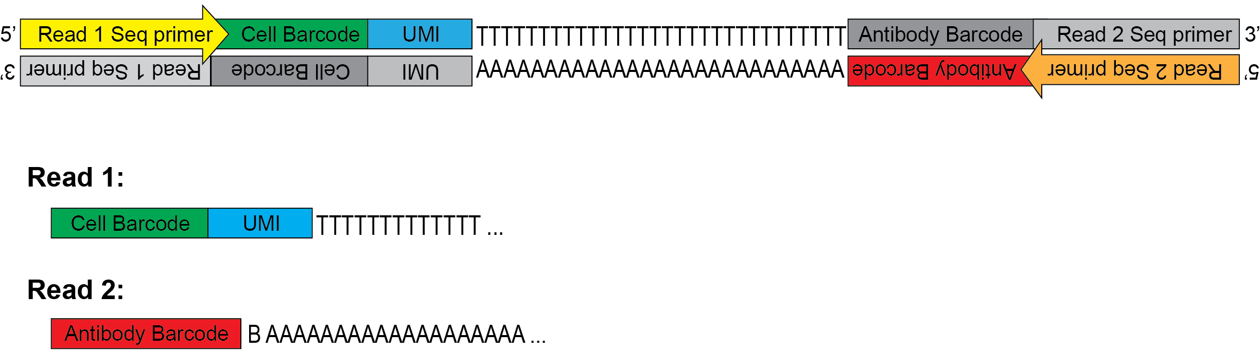 TotalSeq™-A Antibodies and Cell Hashing with 10x Single Cell 3' Reagent ...