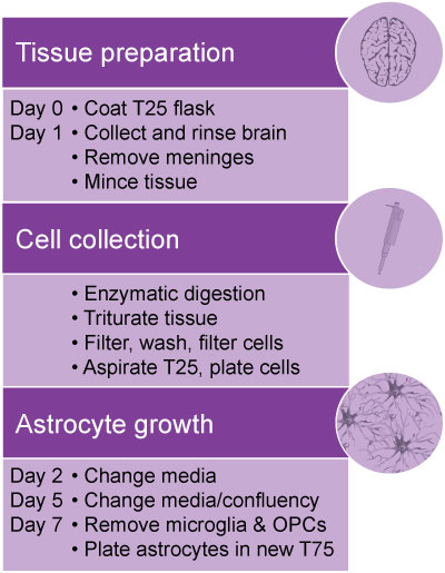 Isolation And Culture Of Primary Mouse Astrocytes