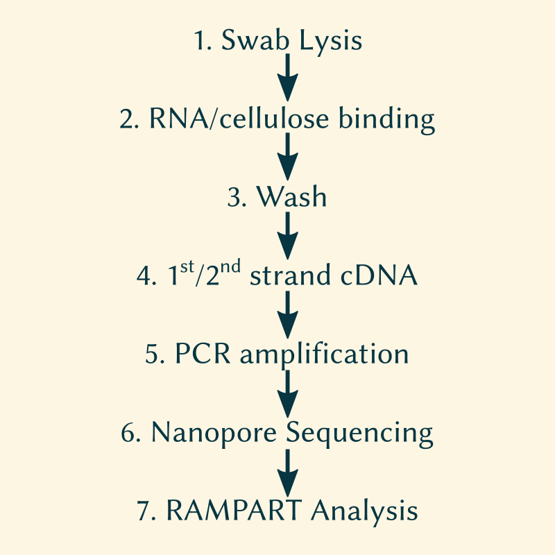 Viral Sequencing, from Gunk to Graph (Two-step, strand-switching)