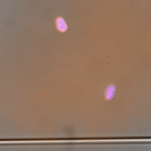 Nuclei isolation from human intestinal biopsic tissue for single-cell ...