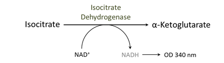 Isocitrate dehydrogenase