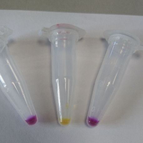 S30-S30A-S30-Buffers- Haseloff Lab