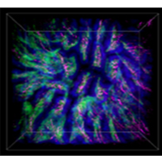 Optical Clearing of Tissue - research workspace on protocols.io