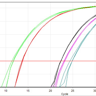 qPCR Primer Design
