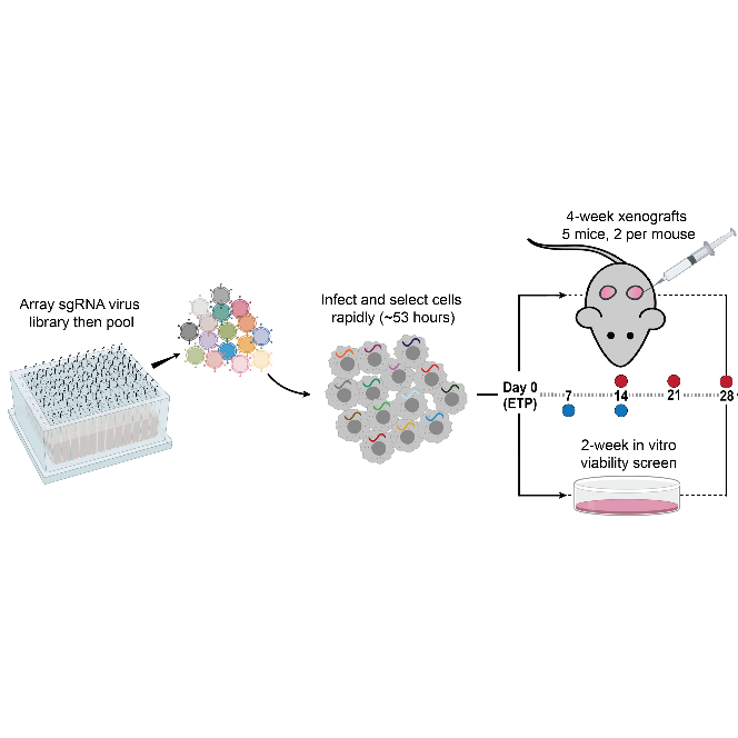 In vivo Nanopool: Pooled sgRNA competition assays to evaluate in vivo ...
