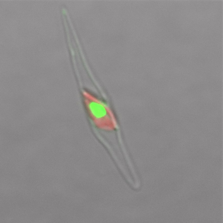 High-Throughput Beta-glucuronidase (GUS) assay for Phaeodactylum ...