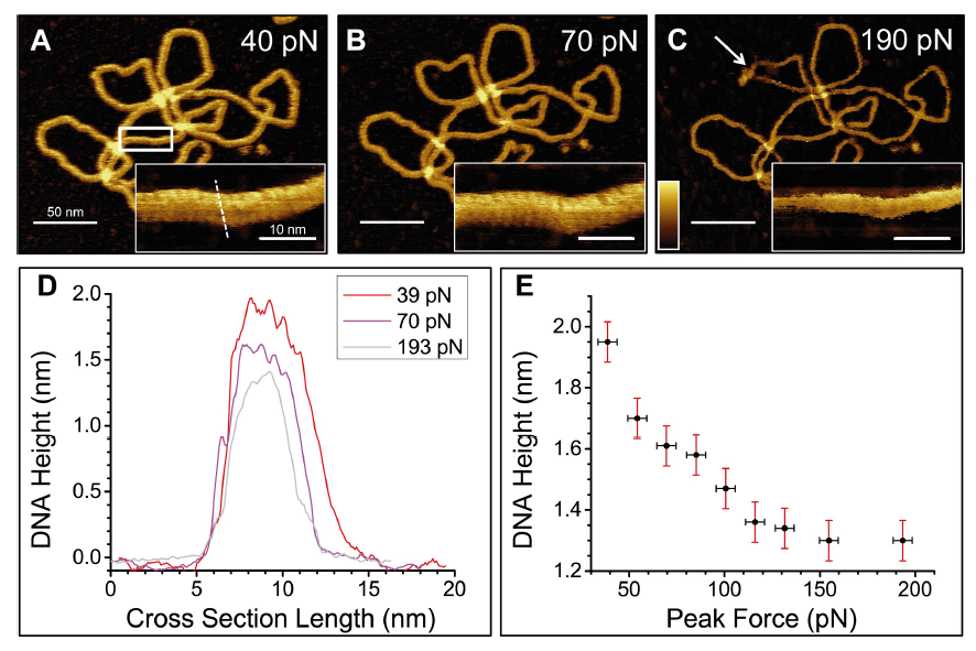 4 Optimizing AFM Imaging in PFT for High Resolution AFM Imaging on DNA