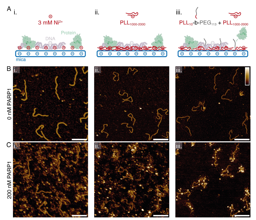 5 Methods for DNA-protein imaging by AFM in fluid