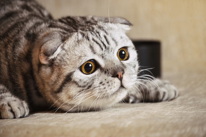 Course overview training - Introduction to Cat Care video | Cat Care