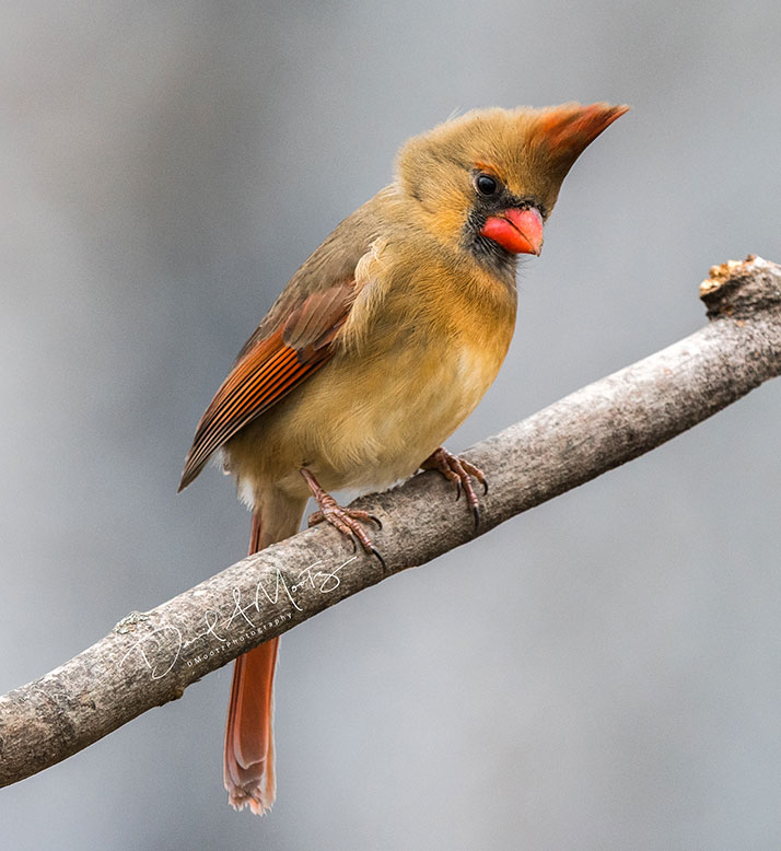 Spotted in Roeland Park: A curious cardinal
