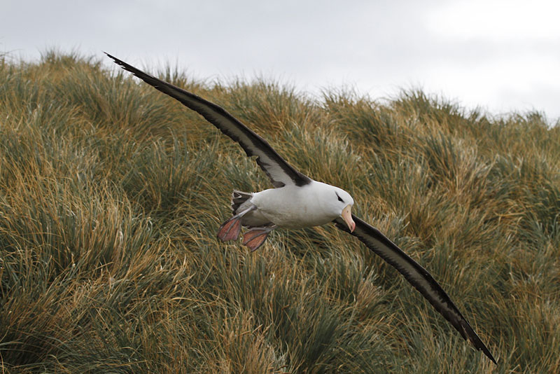 How Antarctic Expeditions Assist in Albatross Conservation