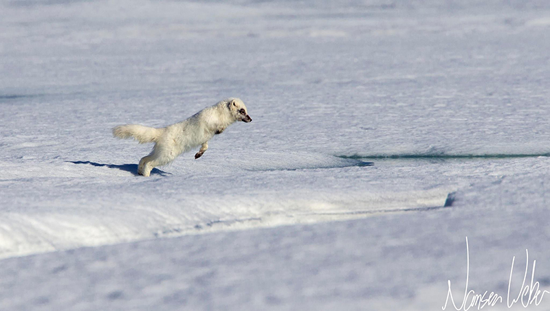 Polar Wildlife Photography Tips from an Arctic Expert