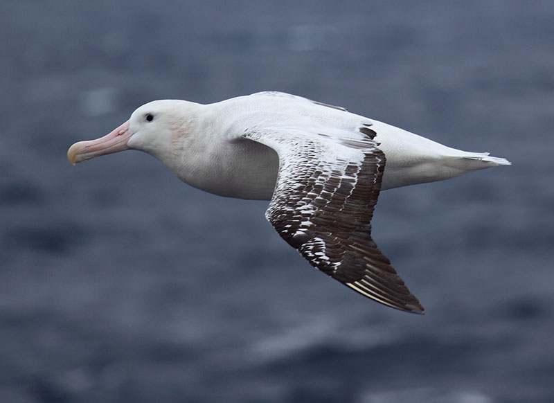 How Antarctic Expeditions Assist in Albatross Conservation