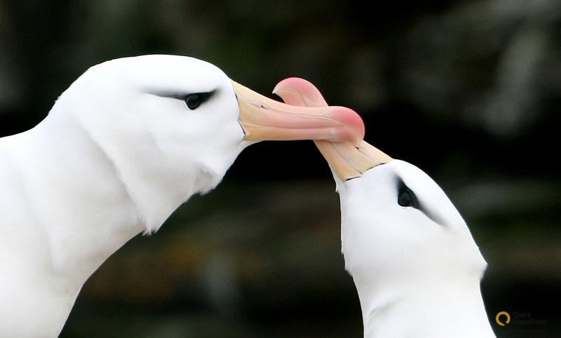 Meet the Albatross: An Imposing Sight