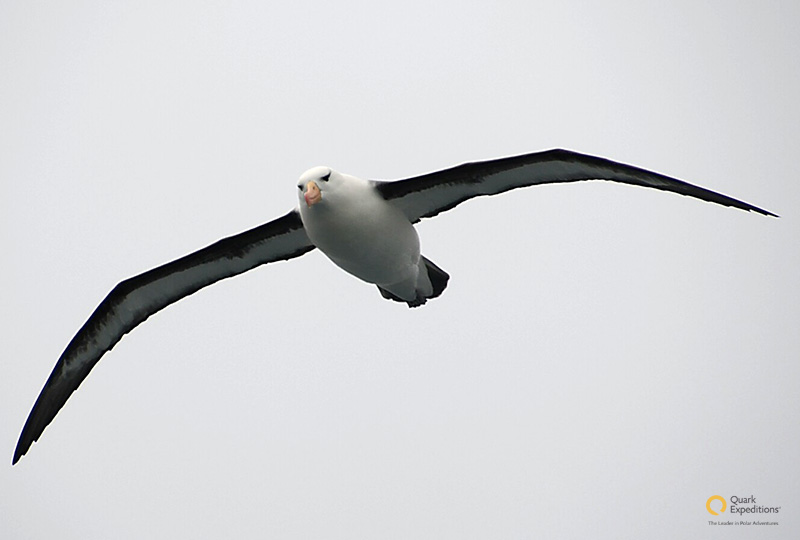 Meet the Albatross: An Imposing Sight