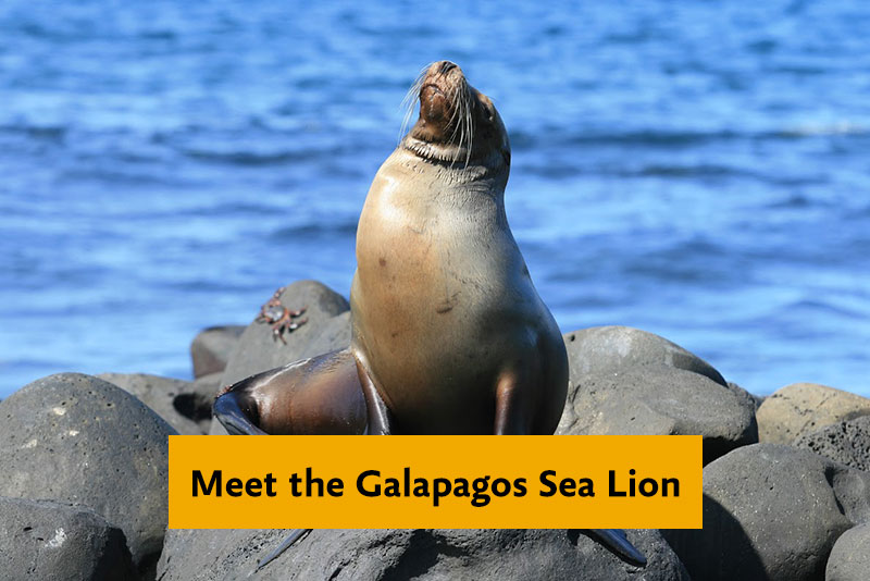 Meet the Galapagos Sea Lion | Quark Expeditions