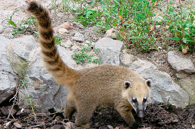 Sacrifican a población de tejones en parque Kabah - Quintana Roo Hoy