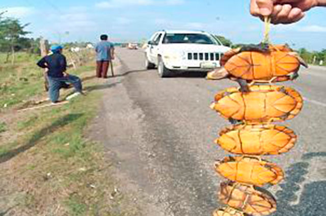 El pochitoque, un plato exótico muy demandado - Quintana Roo Hoy