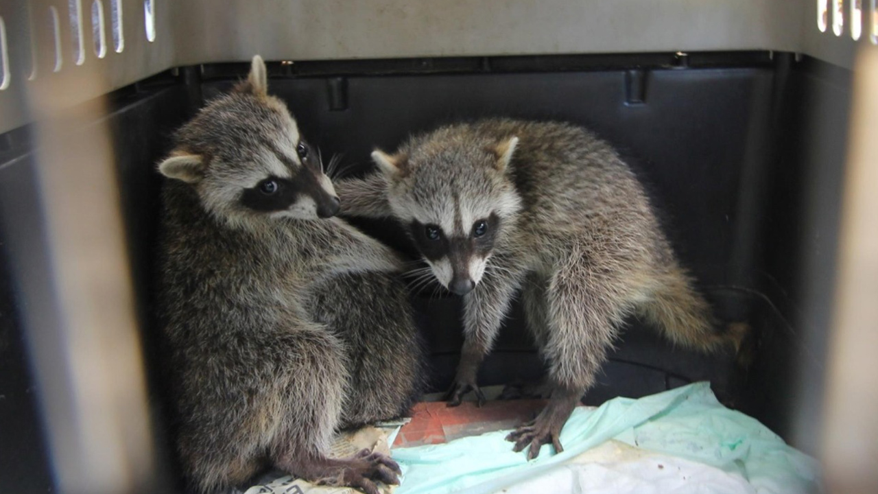 Rescatan mapaches, especie en peligro de extinción