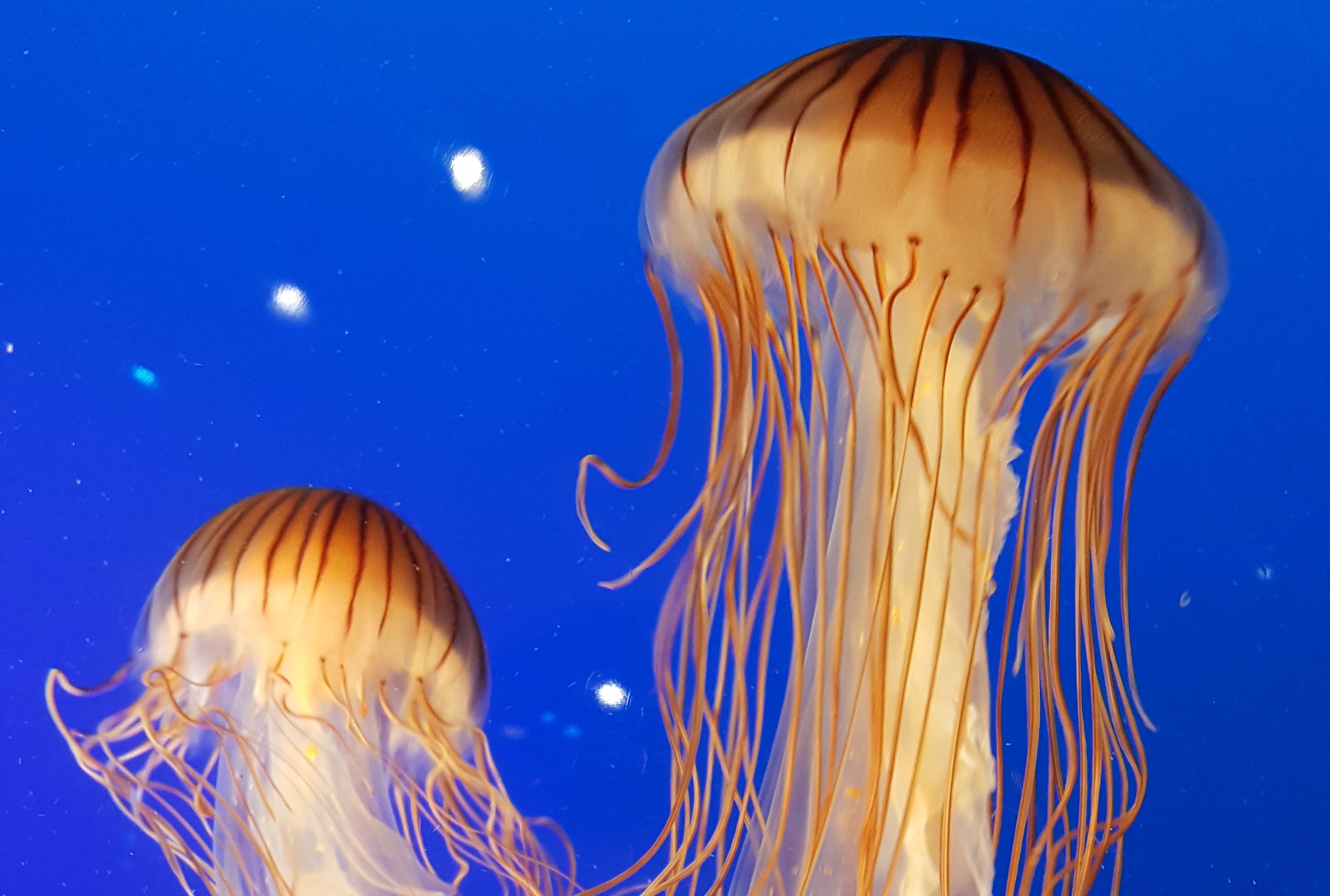 Quill.org | Activity Pack: Ocean Animals
