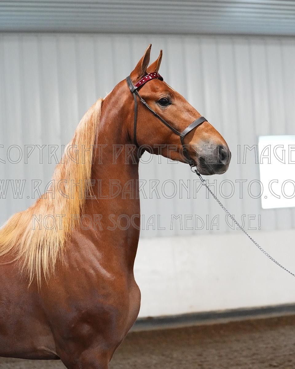 Rose Stables - April 3, 2024 - Client Galleries - Rachel Barron Photography