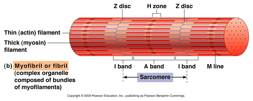 I. Myofibrils – Introduction To The Muscular System