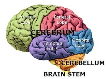 Cerebrum