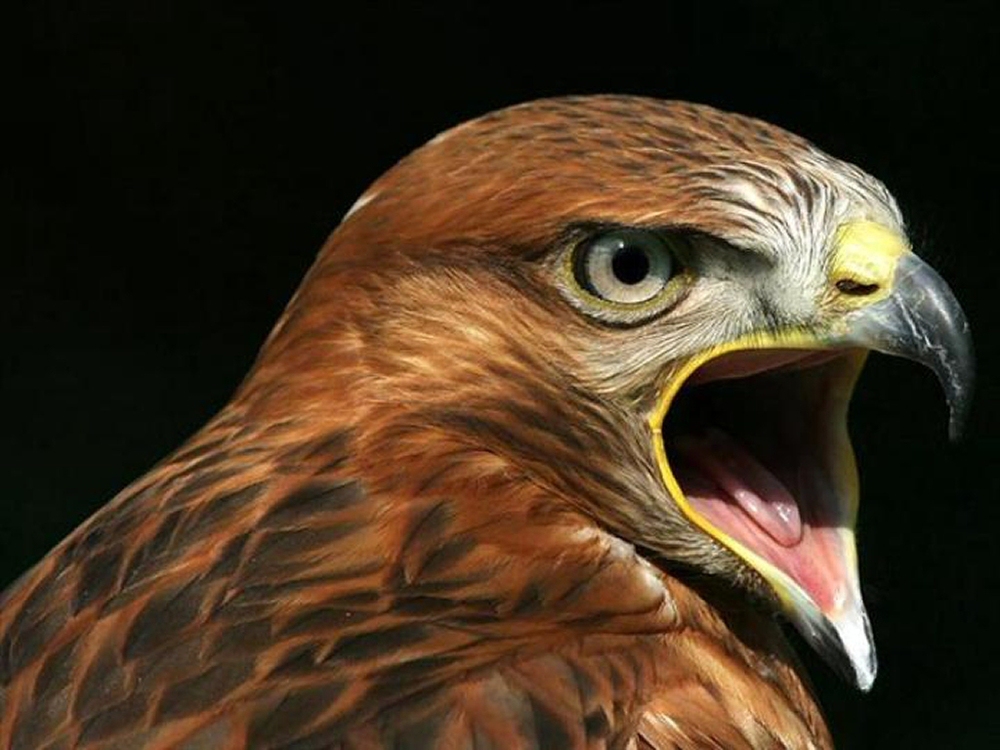 Rapaces; Aves de Rapiña