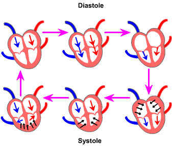 systole - définition - C'est quoi