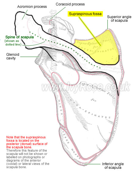 B. Supraspinous fossa – Shoulder Girdle (Outline)