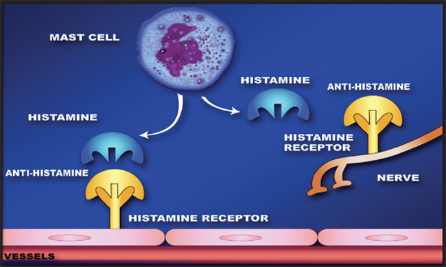 2) Produce histamine – Human Physiology