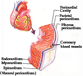 Epicardium – Pulmonary Function I (Outline) by Human Physiology