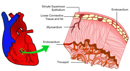 Endocardium – Pulmonary Function I (Outline) Meaning