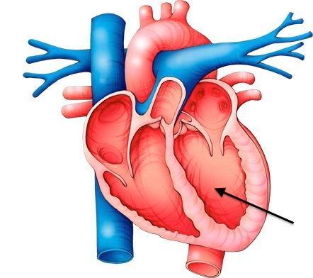 Left ventricle – Pulmonary Function I (Outline) by Human Physiology